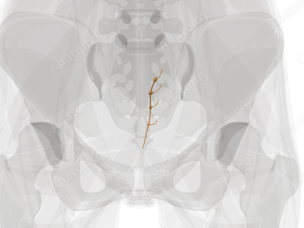 Sympathetic Trunk (Sacral; Left) | Complete Anatomy