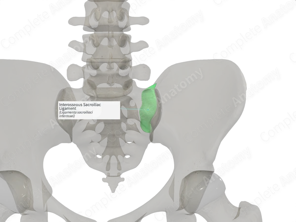 Interosseous Sacroiliac Ligament (Left) | Complete Anatomy