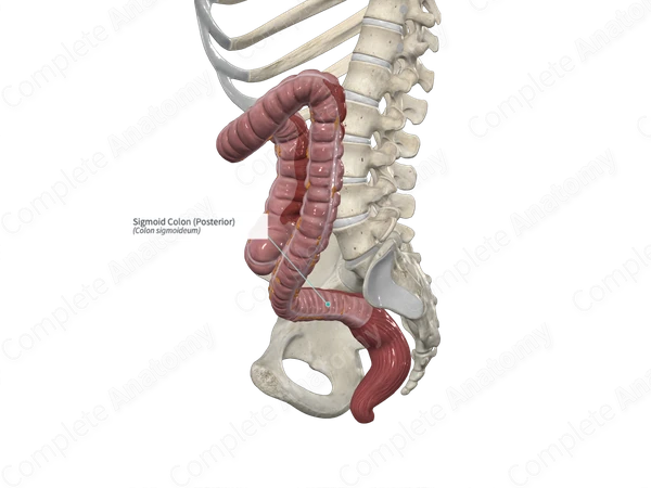Sigmoid Colon (Posterior) | Complete Anatomy