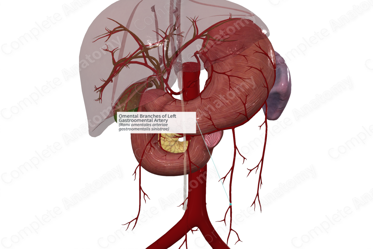 Omental Branches Of Left Gastroomental Artery Complete Anatomy