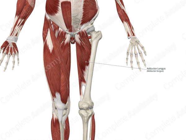 Adductor Longus | Complete Anatomy