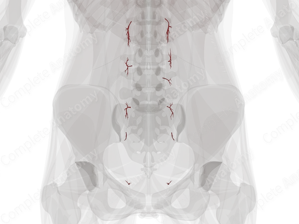 Arteries of Ureter | Complete Anatomy