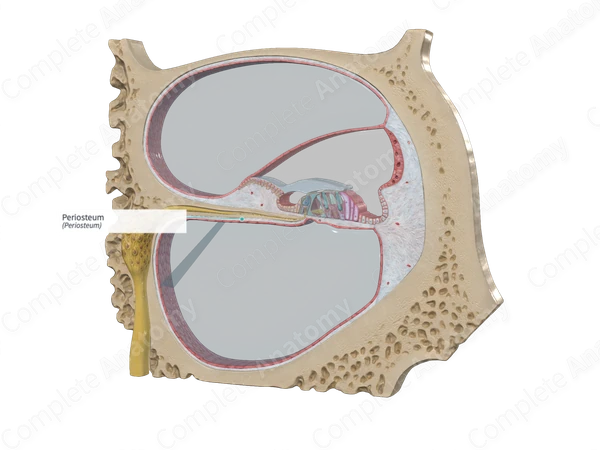 Periosteum | Complete Anatomy