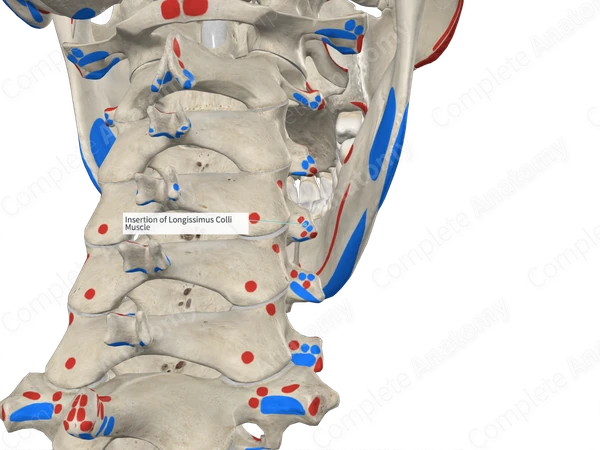 Insertion of Longissimus Colli Muscle | Complete Anatomy