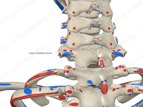 Origin of Multifidus Muscle | Complete Anatomy