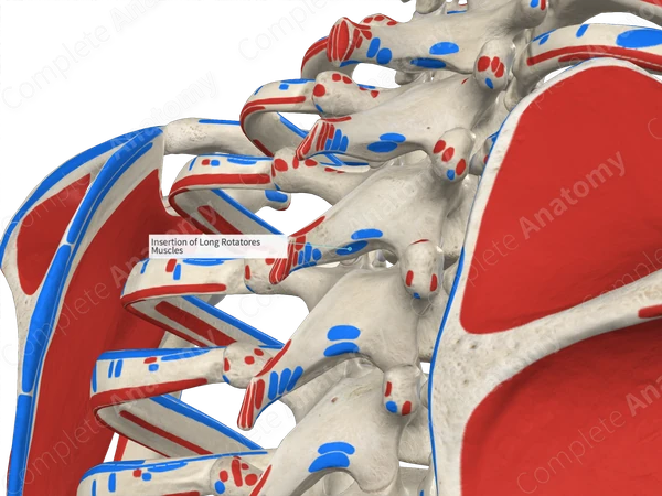 Insertion of Long Rotatores Muscles | Complete Anatomy