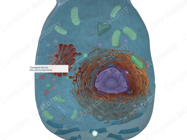Transport Vesicle | Complete Anatomy