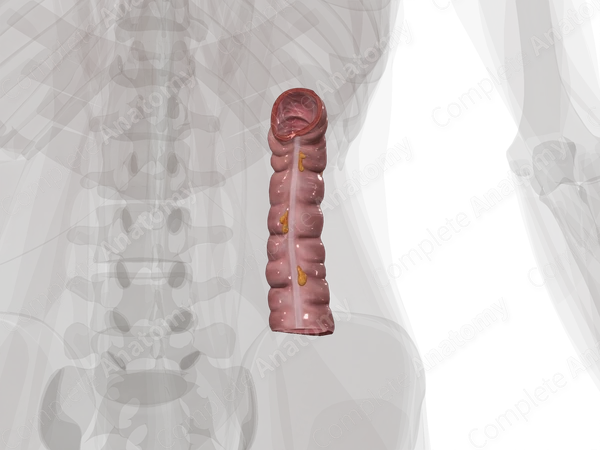 Descending Colon | Complete Anatomy