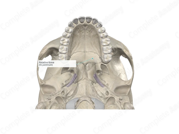 Palatine Bone | Complete Anatomy