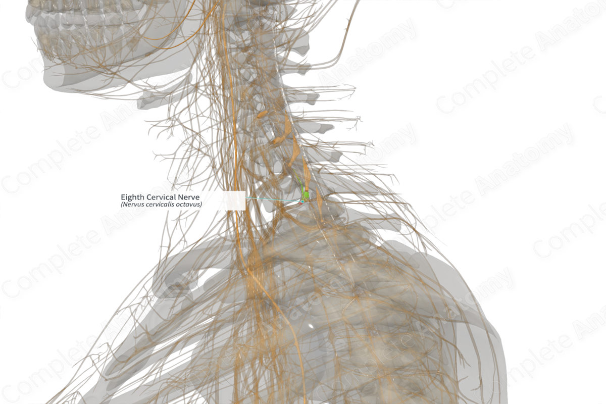 Eighth Cervical Nerve (Left) | Complete Anatomy
