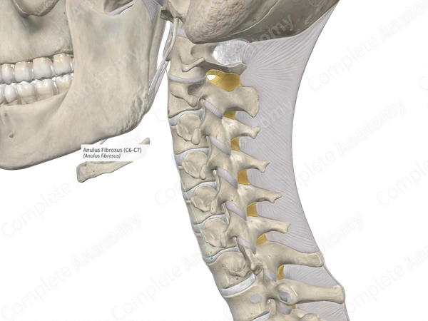 Anulus Fibrosus (C6-C7) | Complete Anatomy
