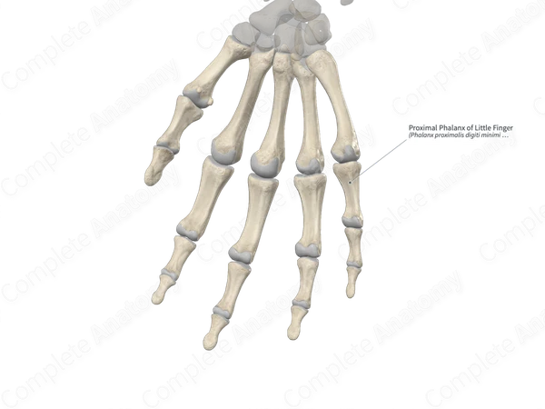 Finger Anatomy Bones