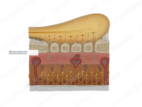 Olfactory Glomerulus | Complete Anatomy