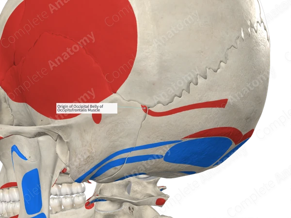 Origin of Occipital Belly of Occipitofrontalis Muscle | Complete Anatomy