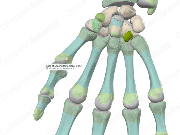Base of Second Metacarpal Bone | Complete Anatomy