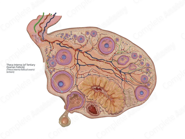 Theca Interna (of Tertiary Ovarian Follicle) | Complete Anatomy