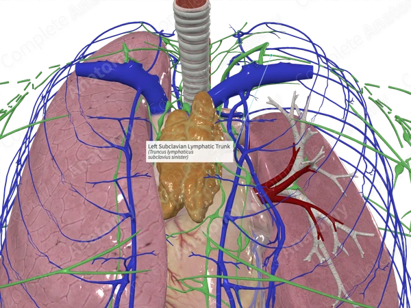 Left Subclavian Lymphatic Trunk | Complete Anatomy