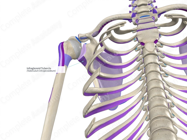 Infraglenoid Tubercle | Complete Anatomy