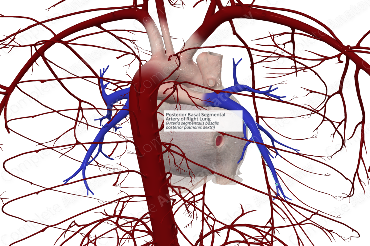 Posterior Basal Segmental Artery Of Right Lung Complete Anatomy