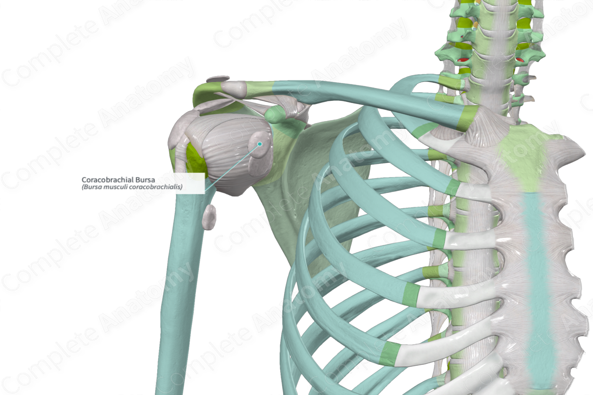 Coracobrachial Bursa Complete Anatomy