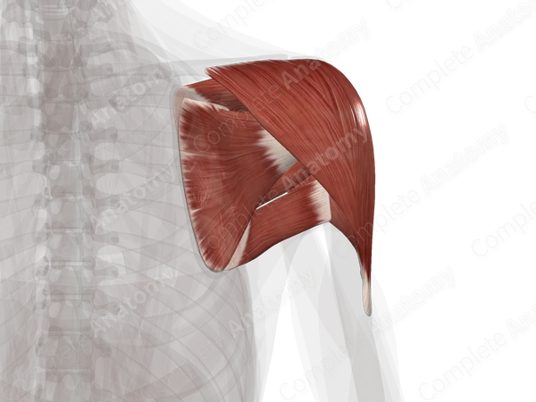 Scapulohumeral Muscles (Left) | Complete Anatomy