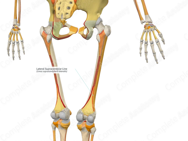Lateral Supracondylar Line | Complete Anatomy