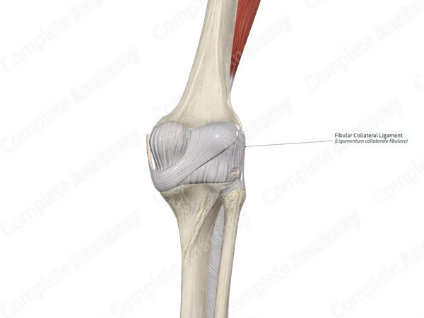 Fibular Collateral Ligament | Complete Anatomy