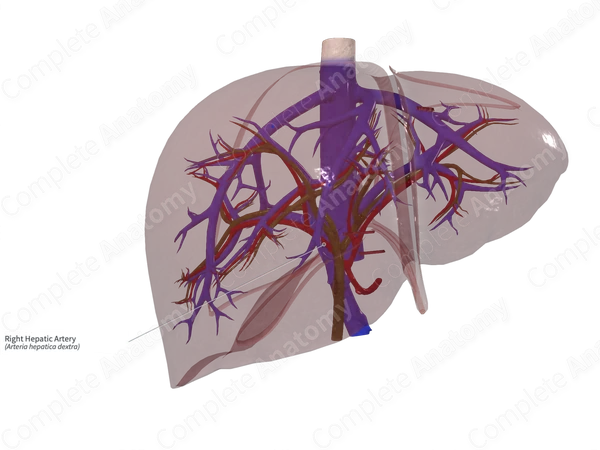 Right Hepatic Artery | Complete Anatomy