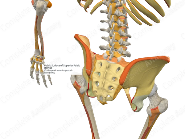 Pelvic Surface of Superior Pubic Ramus | Complete Anatomy