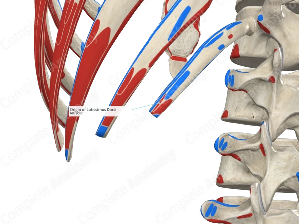 Origin of Latissimus Dorsi Muscle | Complete Anatomy