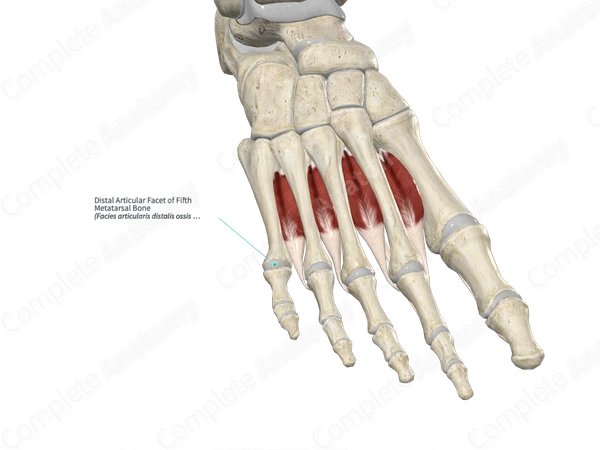 Distal Articular Facet of Fifth Metatarsal Bone | Complete Anatomy