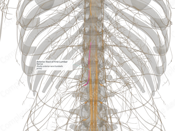 Anterior Root of First Lumbar Nerve (Right) | Complete Anatomy