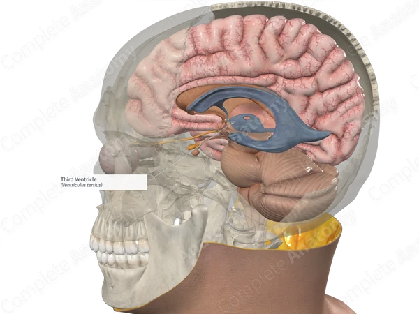 Third Ventricle