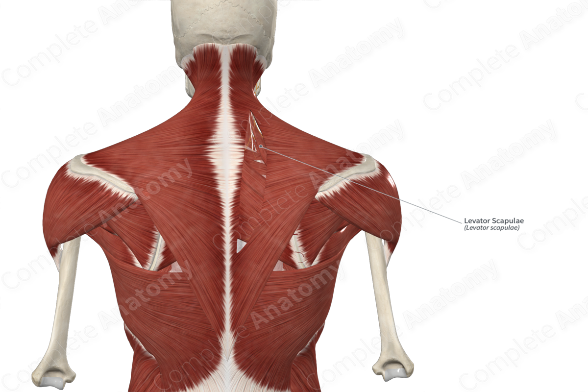 Levator Scapulae | Complete Anatomy