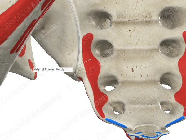 Origin of Piriformis Muscle | Complete Anatomy