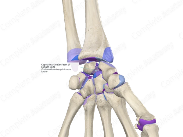 Capitate Articular Facet of Lunate Bone | Complete Anatomy