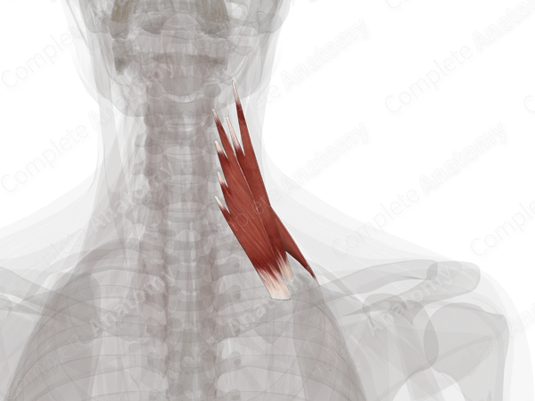 Scalene Muscles (Left) | Complete Anatomy