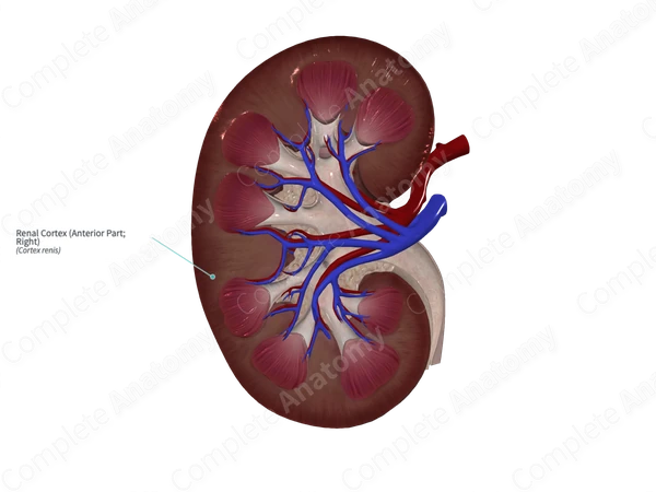 Renal Cortex (Anterior Part; Right) | Complete Anatomy