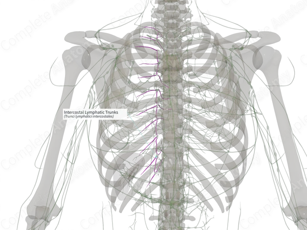 Intercostal Lymphatic Trunks (Right) | Complete Anatomy
