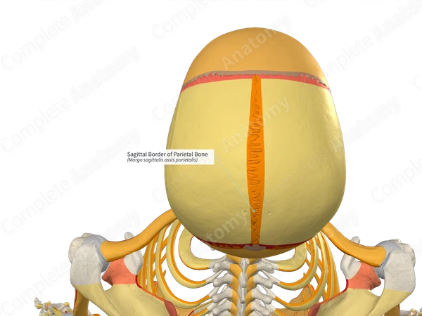 Sagittal Border of Parietal Bone | Complete Anatomy
