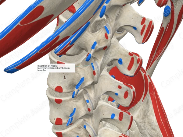Insertion of Medial Intertransversarii Lumborum Muscles | Complete Anatomy
