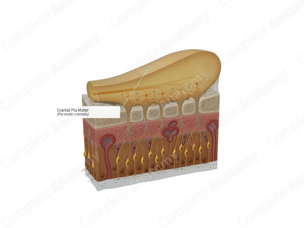 Cranial Pia Mater | Complete Anatomy