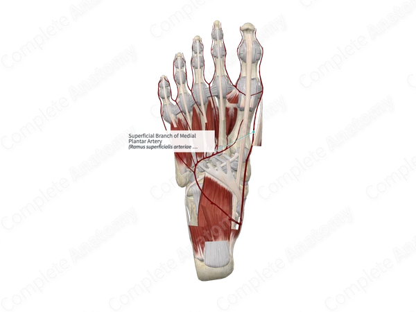 Medial Plantar Artery Sole Of The Foot – Earth's Lab