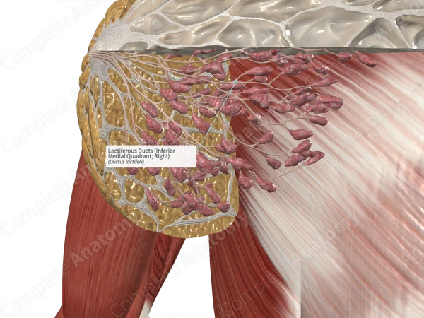 Lactiferous Ducts (Inferior Medial Quadrant; Right) | Complete Anatomy