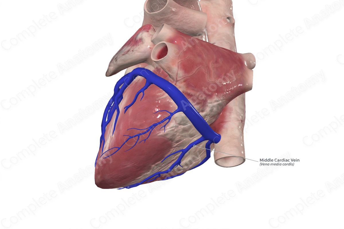 Middle Cardiac Vein Complete Anatomy