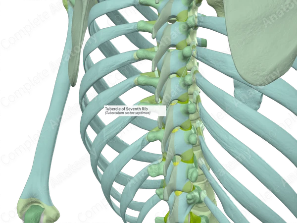 Tubercle of Seventh Rib | Complete Anatomy