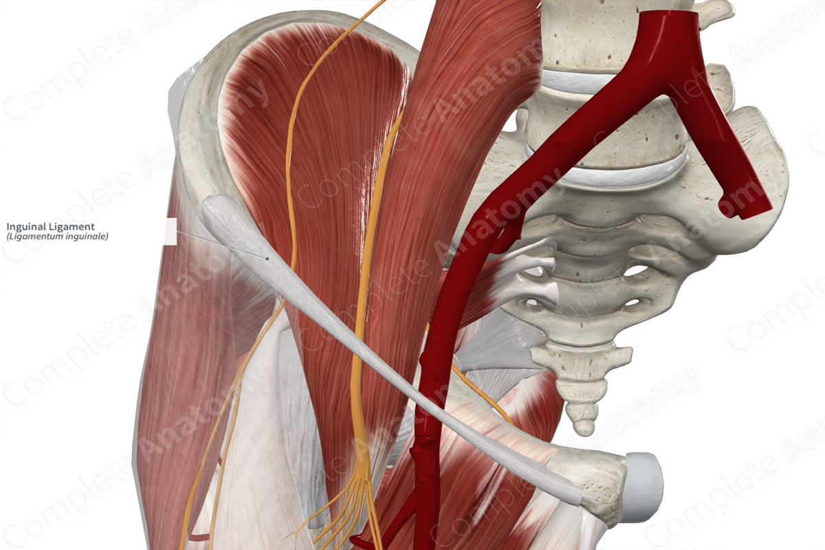 Inguinal Ligament Complete Anatomy