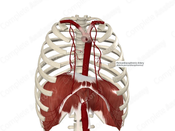 Pericardiacophrenic Artery | Complete Anatomy
