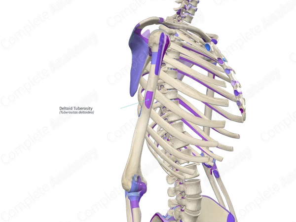 Deltoid Tuberosity | Complete Anatomy