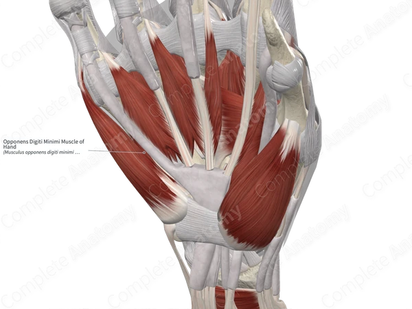 Opponens Digiti Minimi Muscle of Hand | Complete Anatomy